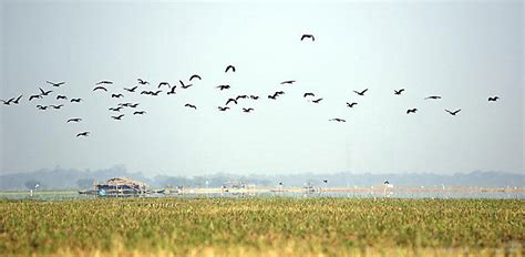 မိုးယွန်းကြီးအင်း တောရိုင်းတိရစ္ဆာန်ဘေးမဲ့တောတွင် ငှက်မျိုးစိတ် ၁၀၀ အကောင်ရေ ၁၀၀၀၀ ကျော် ဝင်ရောက