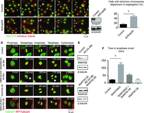 Snap29 Depletion Affects Mitotic Progression A Selected Frames Of