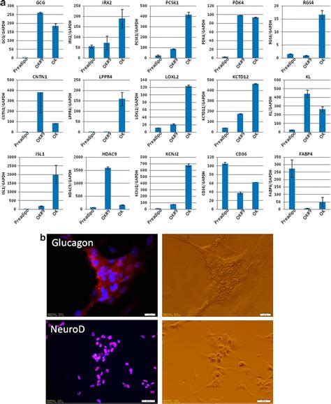 Direct Conversion Of Human Preadipocytes Into Hematopoietic Neuronal