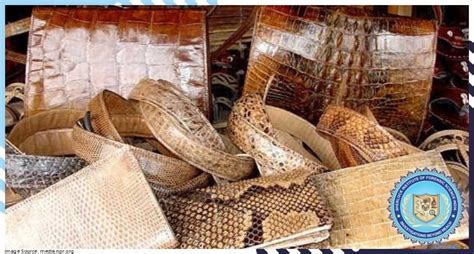 Non Human Dna In Forensic Science