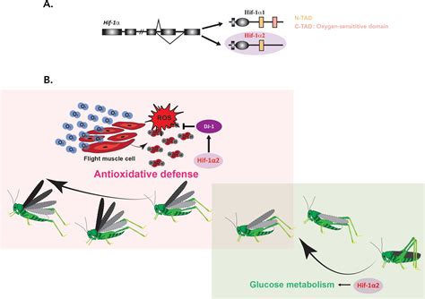 Alternative Splicing A New Role For Hif 1α Elife