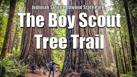 The Boy Scout Tree Trail Jedediah Smith Redwoods State Park 4k