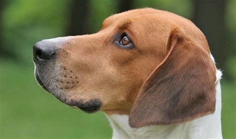 10 Things You Didnt Know About The Harrier Dog