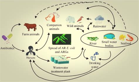 Multiple Pathways Involved In The Transfer Of Antibiotic Resistant Ar