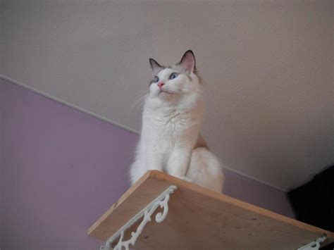 Pfft Cat Cafe Okayama [closed] Okayama City Okayama Japan Travel