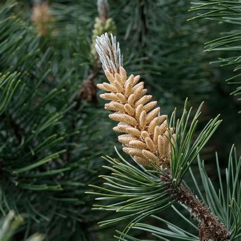 Pine Scotch Natures T