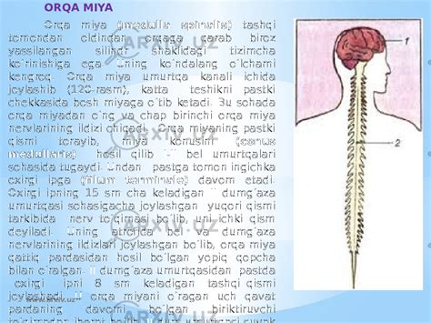 Bosh Miya Uning Tuzilishi Yosh Bolalarda Rivojlanish Darajalari