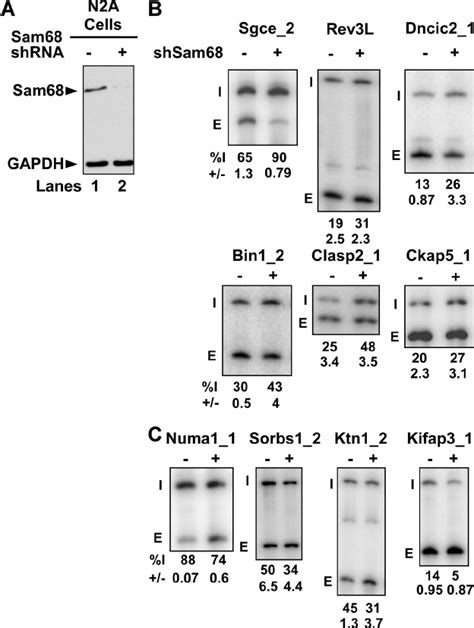 Microarray Analysis Identifies New Splicing Targets For Sam68 A Rna Download Scientific