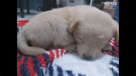 내가 키우는강아지♡짧은 강아지 영상 Youtube