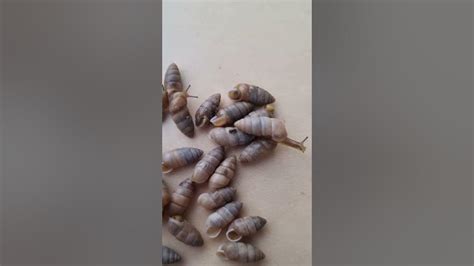 Allah Subhanallah Astaghfirullah Youtube