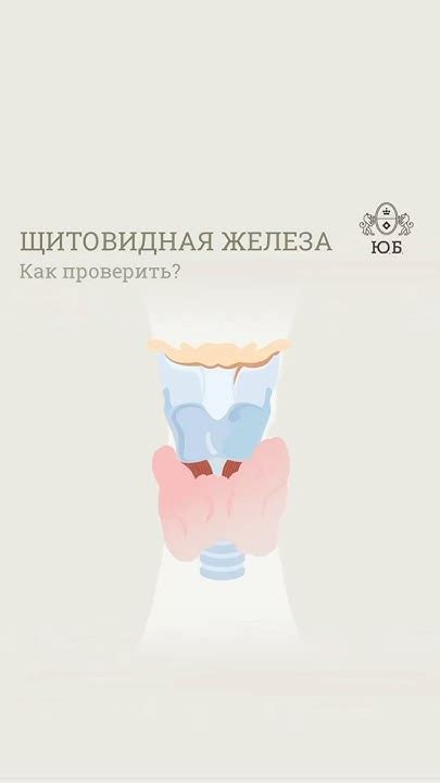 Как проверить щитовидную железу щитовиднаяжелеза гипотиреоз