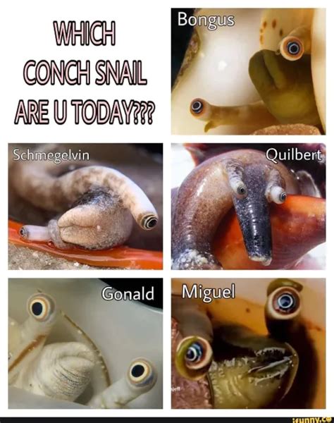 Which Conch Snail Are You R Goblincore