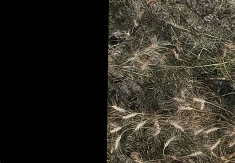 wheat yield estimation yolov8 object detection dataset by zainaitec