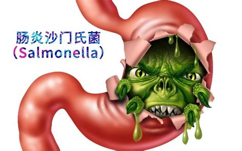 茁彩elisa系列ㅣ肠炎沙门氏菌（salmonella） 知乎