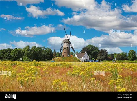Beautiful Dutch Rural Countryside Landscape Field With Yellow Flowers