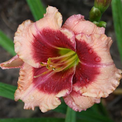 Just Like Candy Karin Schade Stauden Und Rosen