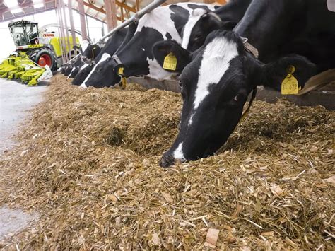 Animal Feed Corn Silage Maize Silage Natural Product Wholesale Price