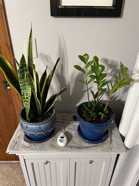Advice For A Complete Novice Rhouseplants