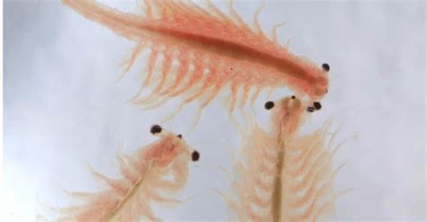 Sea Monkey Lifespan How Long Do Sea Monkeys Live A Z Animals
