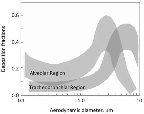 Deposition Fractions In The Tracheobronchial And Alveolar Regions For