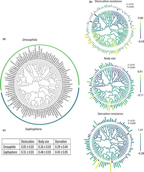 Phylogenetic And Environmental Patterns Of Sex Differentiation In