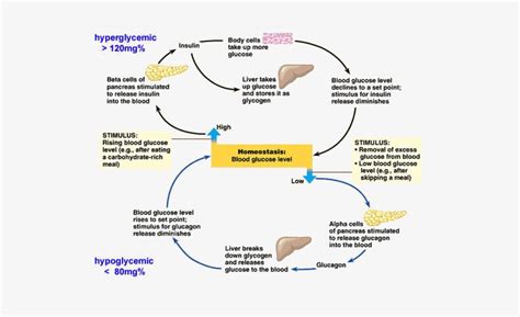 Regulation Of Blood Glucose Levels Hot Sex Picture