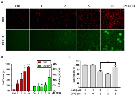 Reactive Oxygen Species Ros Formation Is Associated With Dfiq Induced