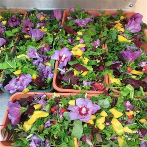 Hatching Iguana Delicatissima Note The Relatively Shallow Level To