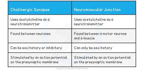 Neuromuscular Junctions Aqa A Level Biology Revision Notes 2017