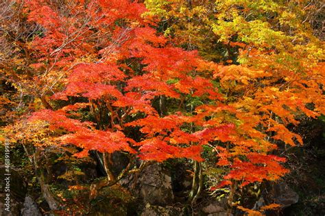 가을 단풍이 아름다운 제주도 한라산의 천야계곡의 황홀한 가을 풍경이다 Photos Adobe Stock