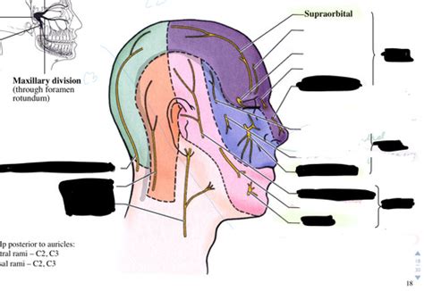 Lec3 SCALP FACE TEMPORAL INFRATEMPORAL FOSSAE Flashcards Quizlet
