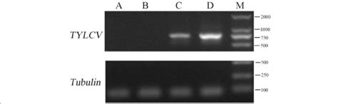 Detection Of Tylcv Dna Accumulation In Control And Tylcv Infection Download Scientific Diagram