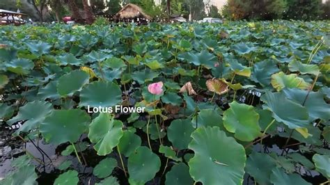 Lotus Pond In Sanger California 92025 Youtube