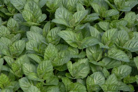 Peppermint All About The Flavourful Herb Plantura