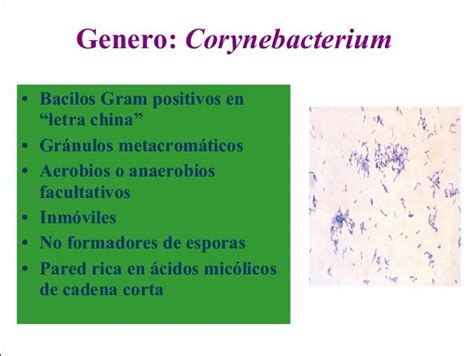 103 Pw Corynebacterium 2016 Uc