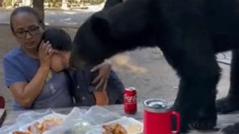 No Dej Nada Oso Se Vuelve Viral Tras Devorar El Desayuno De Una Familia En Parque De M Xico