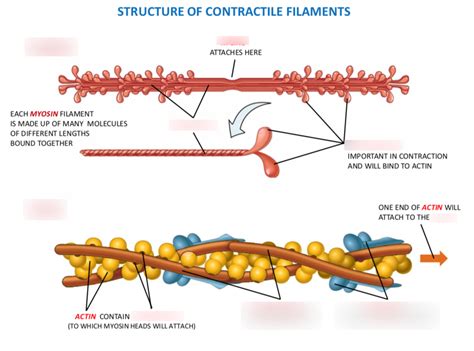 Week 1011 Muscles Structure Of Contractile Filaments Diagram Quizlet