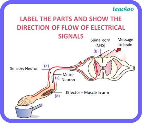 Reflex Arc Labeled Brain Model