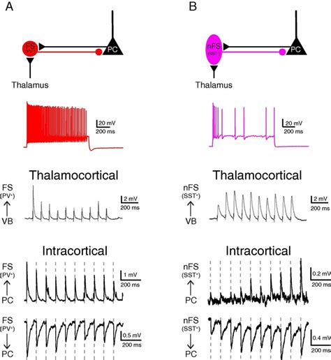 Thalamocortical And Intracortical Synaptic Connections Formed By Fast Download Scientific