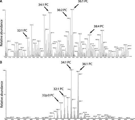 Mass Spectrometry Of Purified Lipids From Ercd1d By Maldi Tof A And Download Scientific