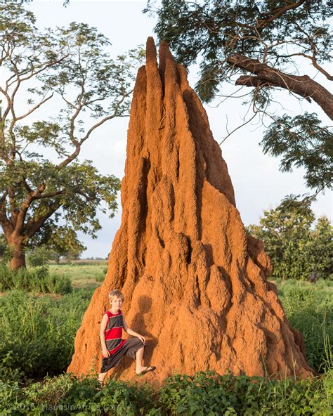 African Termite Mound Facts