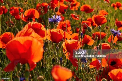 양귀비 꽃입니다 밝은 태양의 광선에 여름 야생화 녹색 잔디에 빨간 꽃입니다 여름 시즌 벽지 꽃 밝은 여름 배경입니다 꽃밭 0명에 대한 스톡 사진 및 기타 이미지 Istock