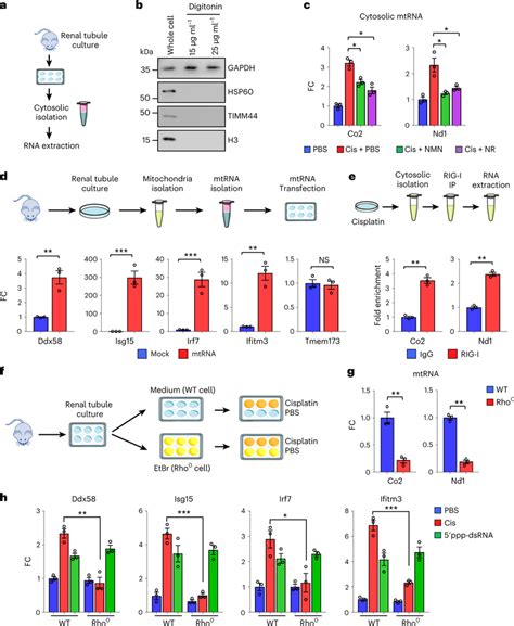 Activation Of Rig I Cytosolic Rna Sensing Pathway In Response To