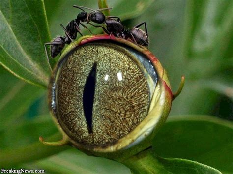 Top 10 Weirdest Plants In The World At Riley Lori Blog