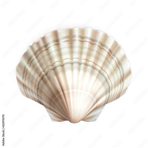 Scallop Shell Decorative Ocean Mollusk Vector Natural Scallop