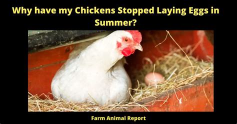Why Have My Chickens Stopped Laying Eggs In Summer