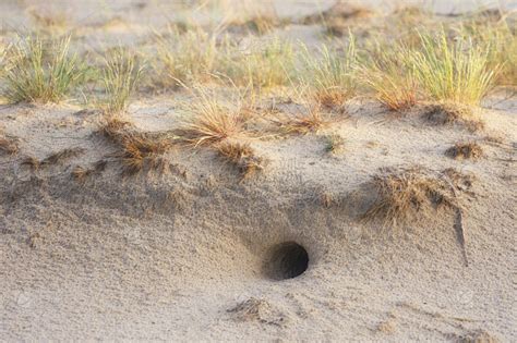 沙漠中的兔子洞或跳鼠洞。