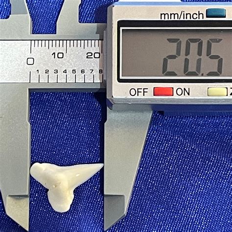 Authentic Great Hammerhead Shark Tooth International Delivery