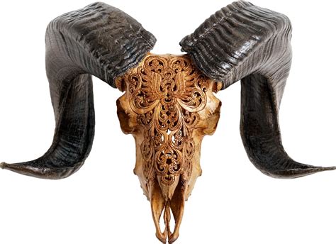 K Exclusive Bighorn Sheep Ram Skull Replica Life Sized