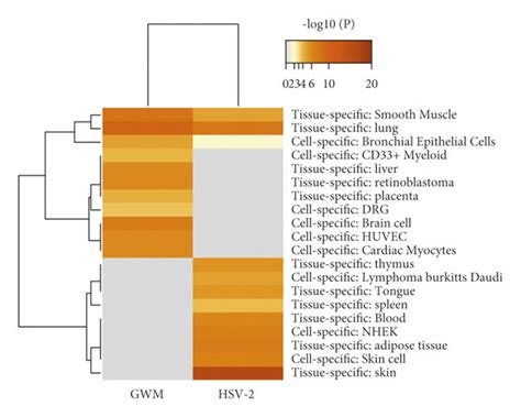 Of Histospecific Gene Enrichment Analysis In Pagenbase Download